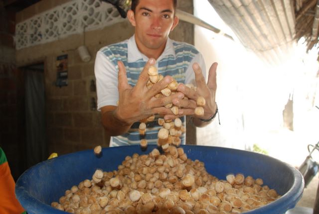 Betulianos: ELABORACION DEL DIABOLIN